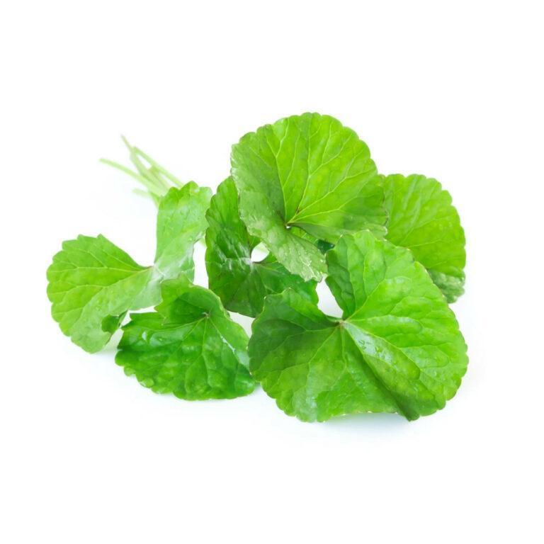 Rampe Leaves – Spice Centre