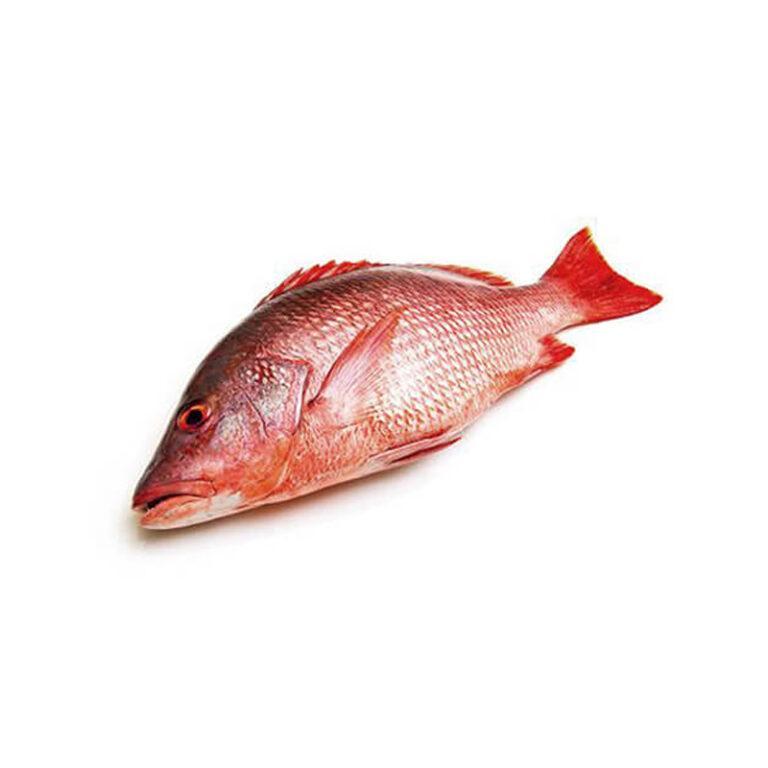Frozen Red Snapper – Spice Centre